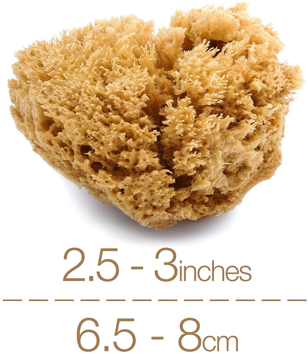 NATURAL INTIMACY Menstrual Sea Sponges - Unbleached Large (2 Pack ...